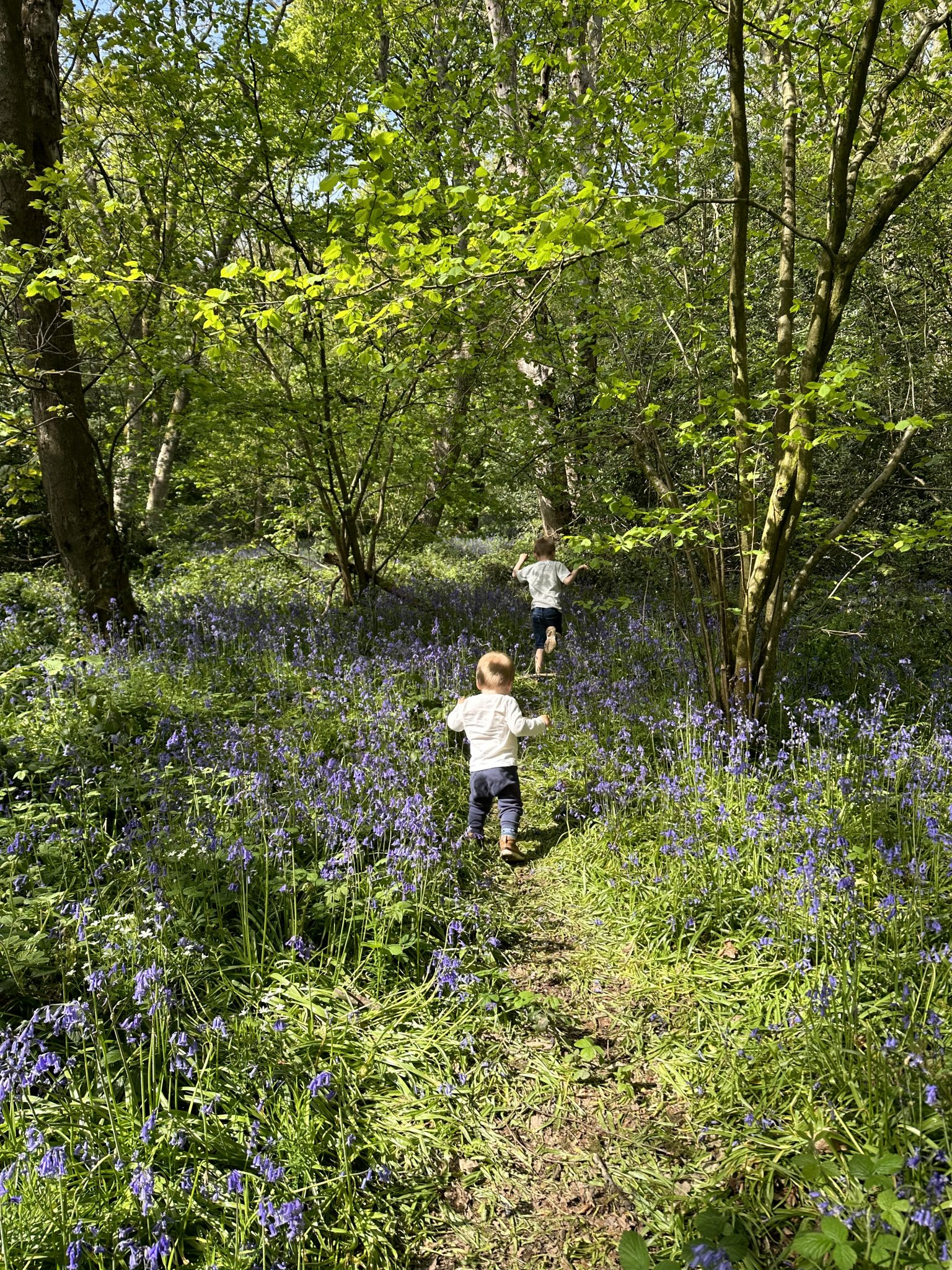 Beautiful Bluebell Walks - Little Miss Yorkshire