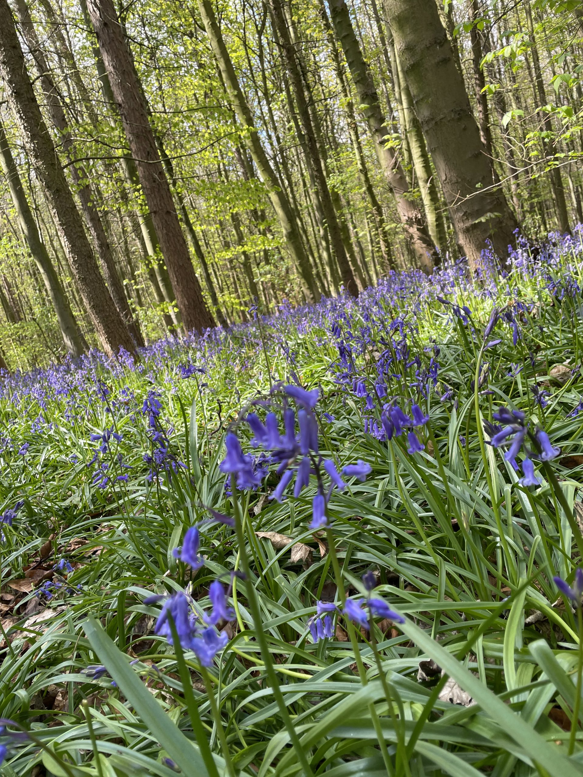 Beautiful Bluebell Walks - Little Miss Yorkshire